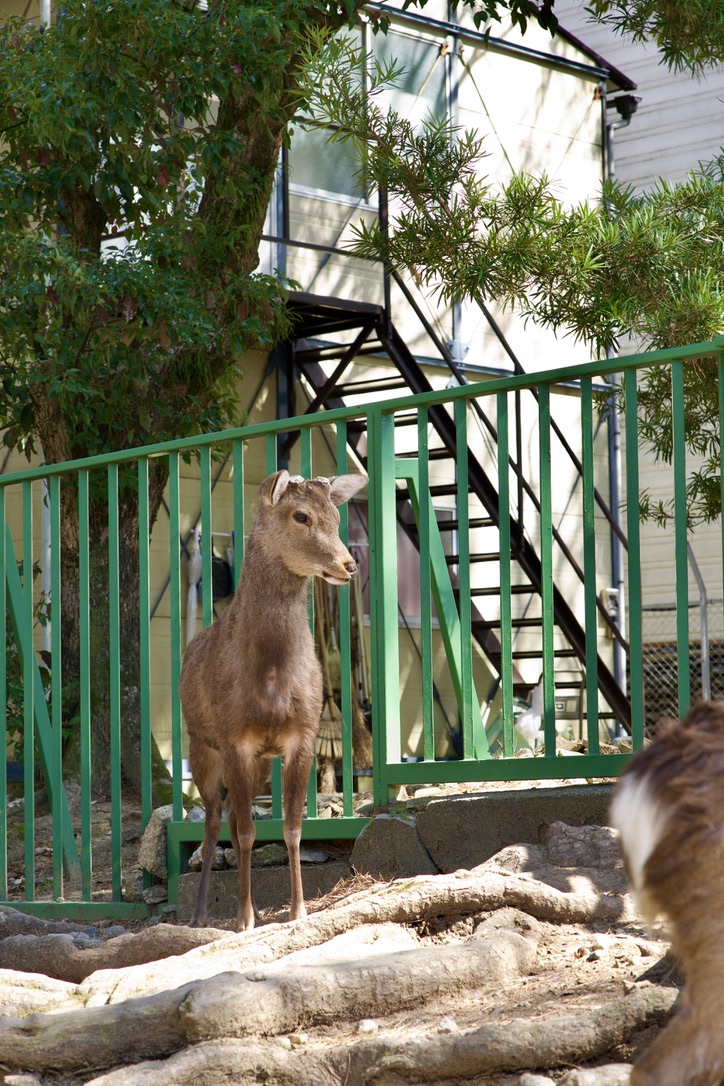 A Visual Story of Nara’s Deer – Nature City Visions – Capturing ...